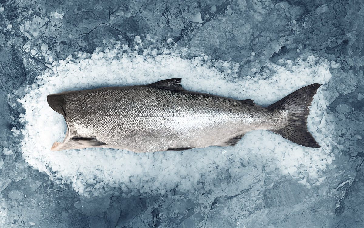 Buy Fresh Whole Alaskan King Salmon Online – Pure Food Fish Market