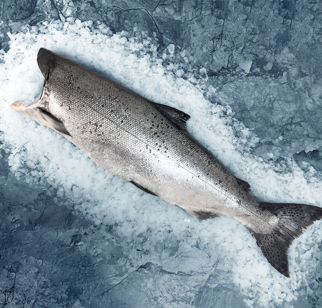 Buy Fresh Whole Alaskan King Salmon Online – Pure Food Fish Market