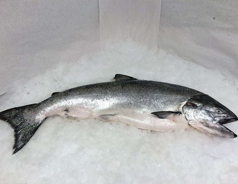 Fresh Whole Fish King