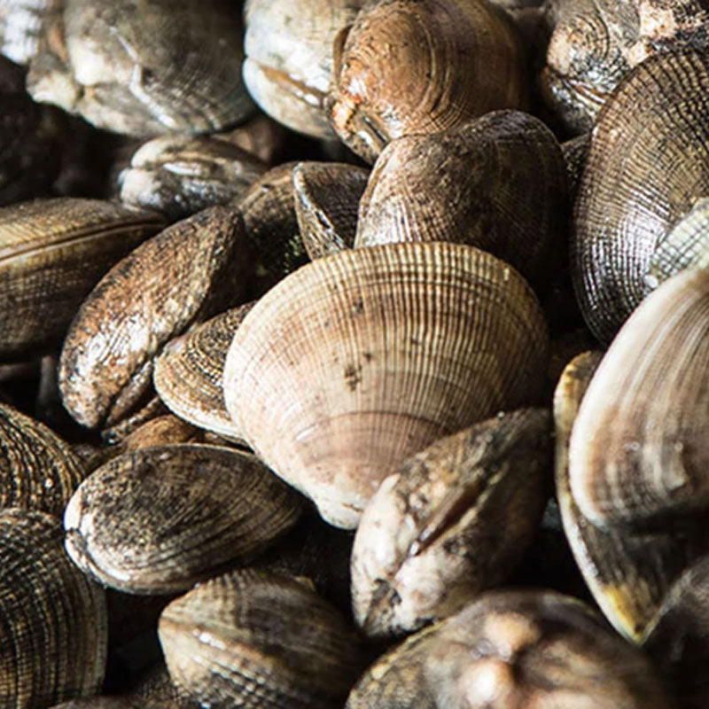 Buy Fresh Clams Online – Pure Food Fish Market